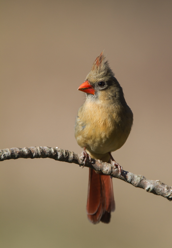Female Cardinal | Roads End Naturalist