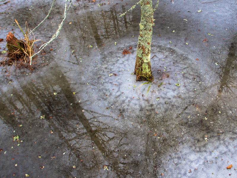 Frozen swamp with ice circle – Roads End Naturalist