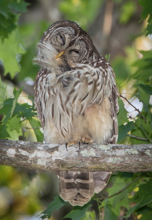 owl preening 1 | Roads End Naturalist