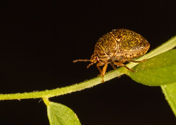 A New Invader | Roads End Naturalist