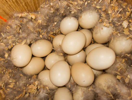 Wood Duck Nest