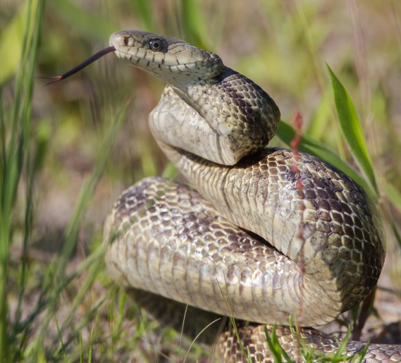 Refuges Revisited | Roads End Naturalist