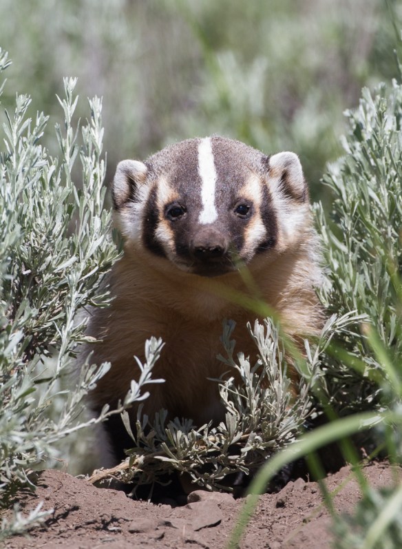 A Bevy of Badgers | Roads End Naturalist
