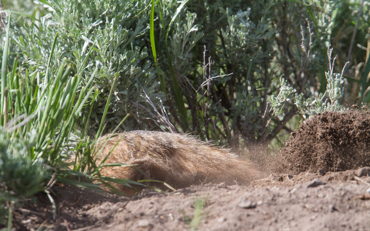 A Bevy of Badgers – Roads End Naturalist