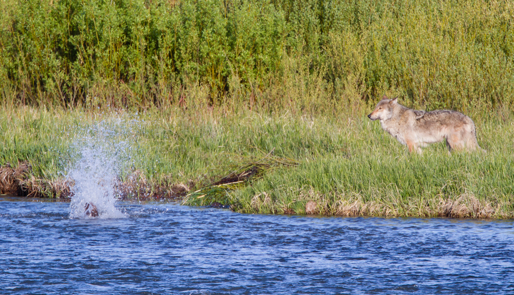 Finally…Wolves – Roads End Naturalist
