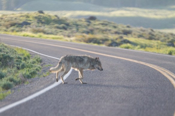 Finally…Wolves – Roads End Naturalist