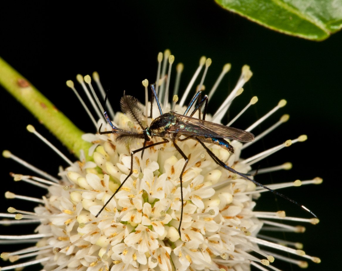 That is One Giant Mosquito! | Roads End Naturalist