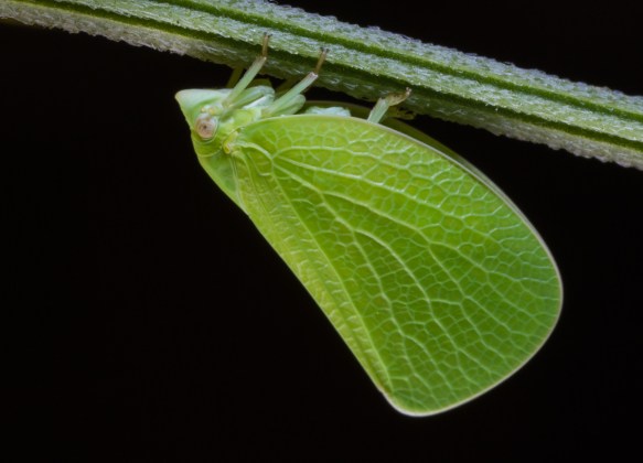 A Plant that Hops – Roads End Naturalist
