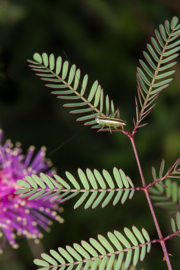 mimosa microphylla | Roads End Naturalist