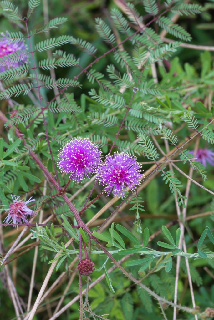 Sensitive Briar wide view | Roads End Naturalist