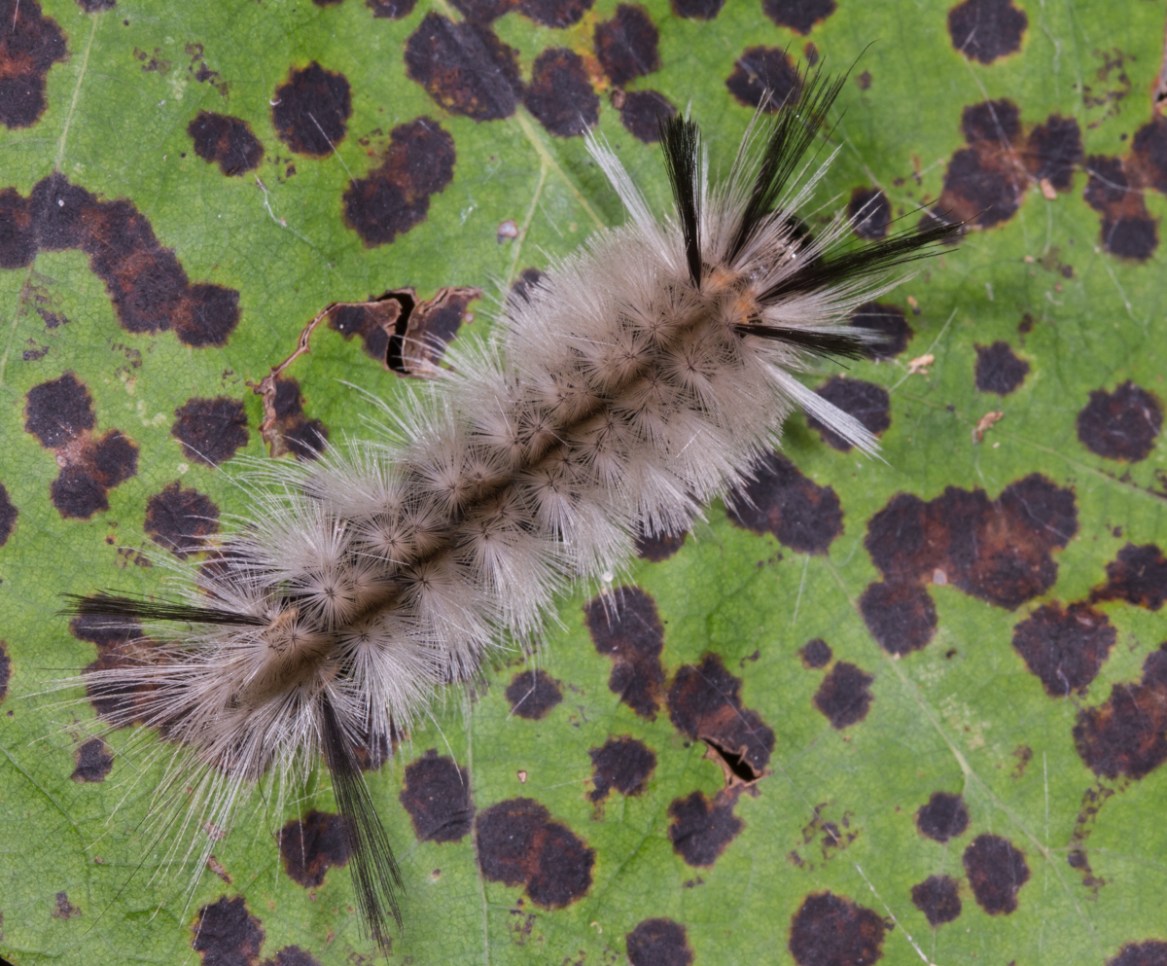banded tussock moth caterpillar – Roads End Naturalist