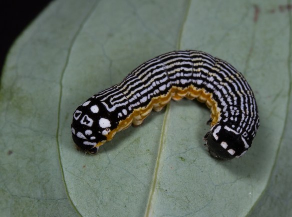 Caterpillar Conundrum – Roads End Naturalist