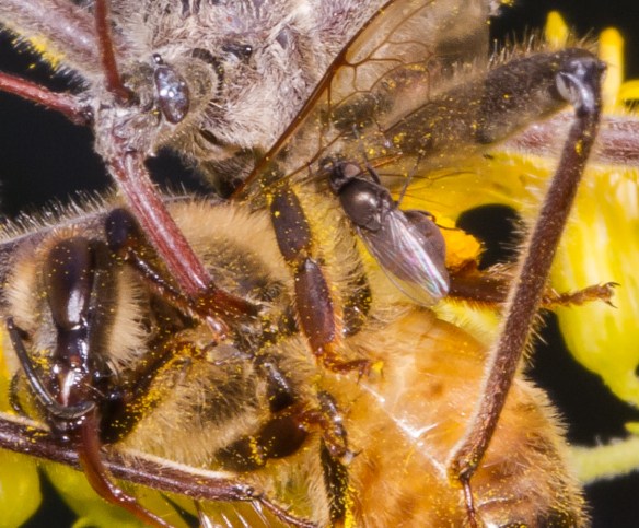 freeloader flies | Roads End Naturalist