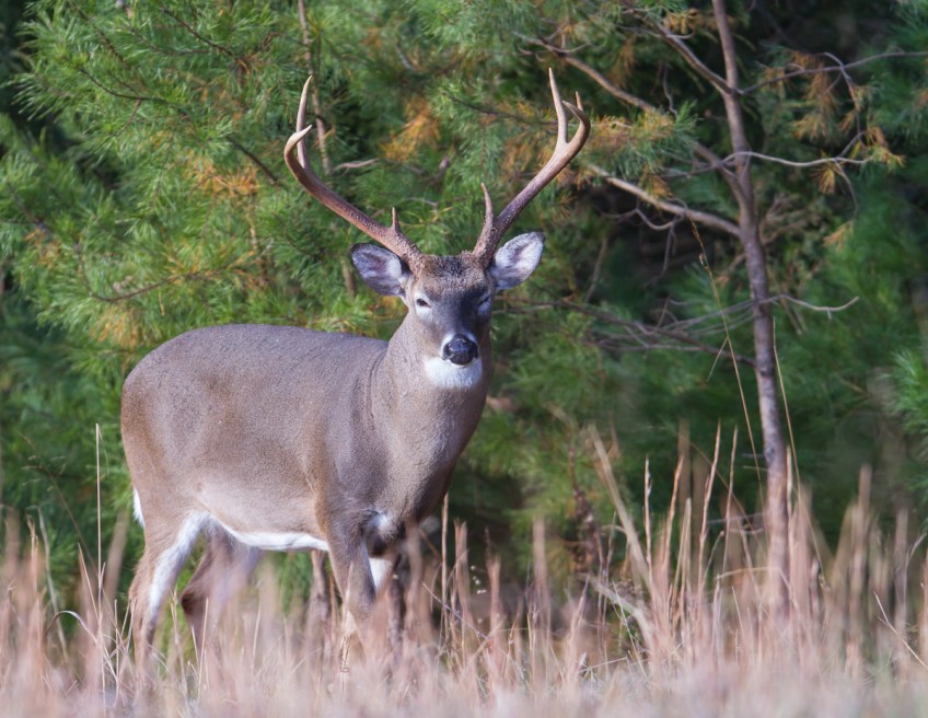 7 point buck | Roads End Naturalist