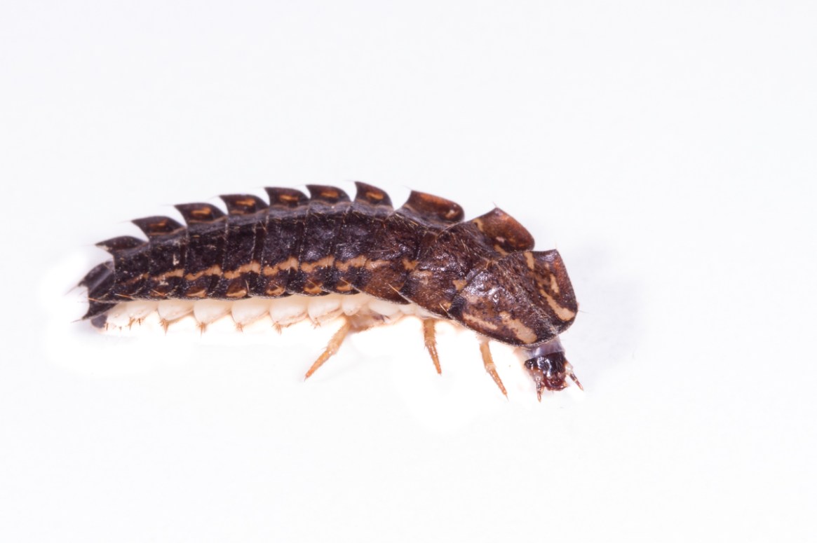 glow worm | Roads End Naturalist