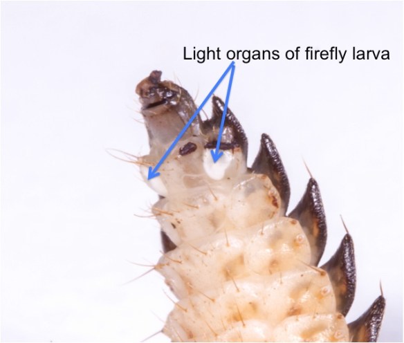 firefly larvae | Roads End Naturalist