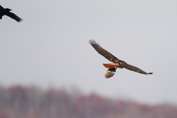 A Heap of Hawks | Roads End Naturalist