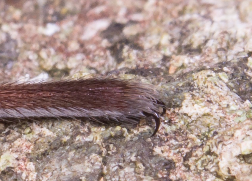 Tarsal claws on spider leg | Roads End Naturalist