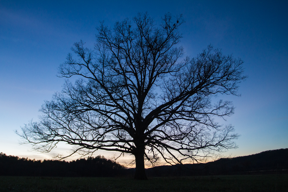 Tree at sunset | Roads End Naturalist
