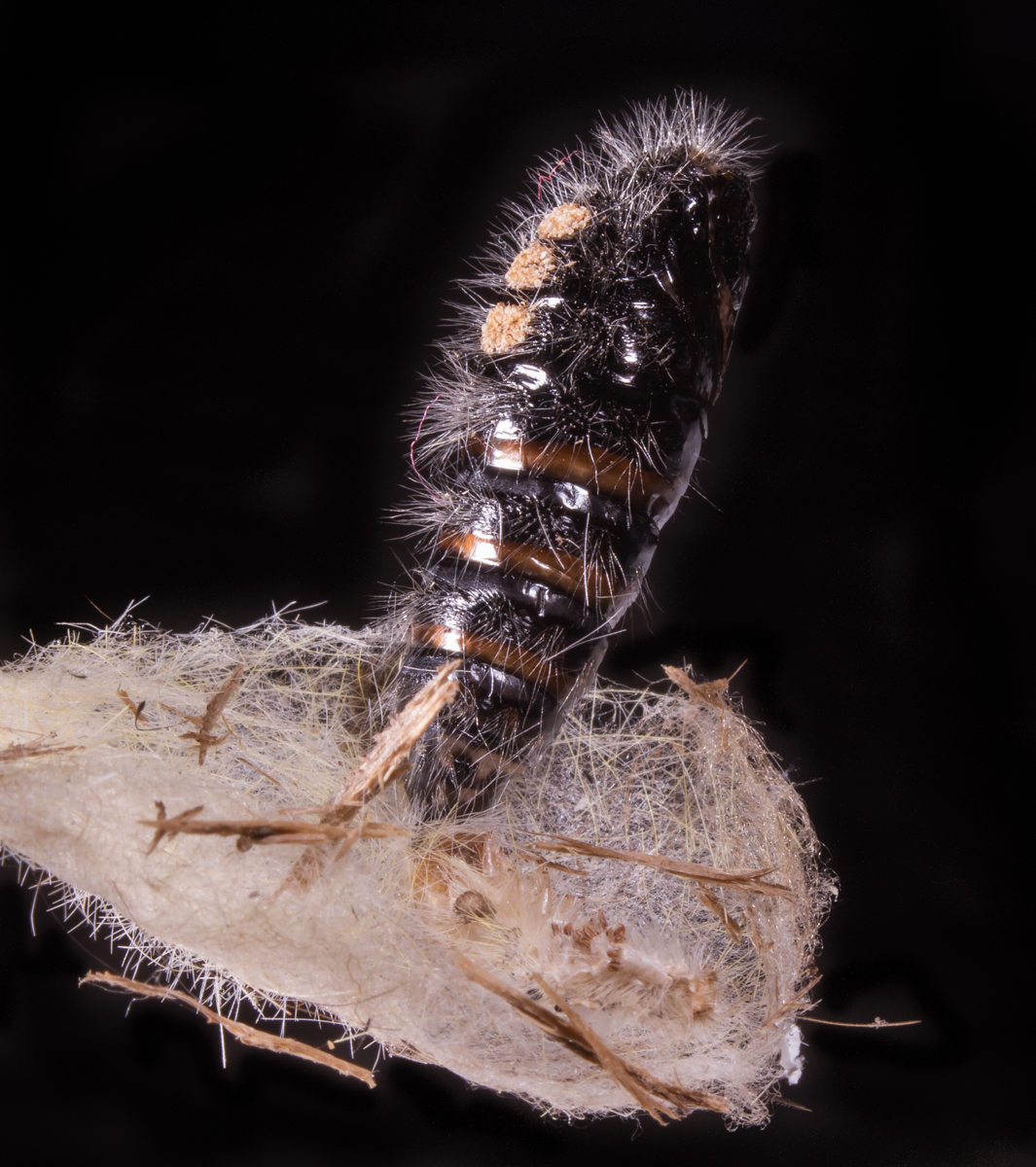 moth pupa – Roads End Naturalist