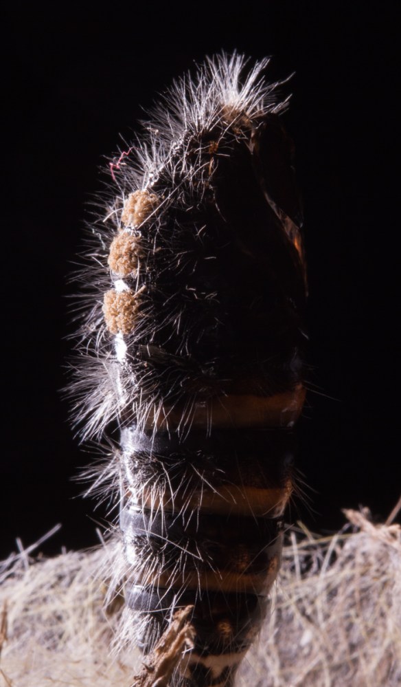 moth pupa | Roads End Naturalist