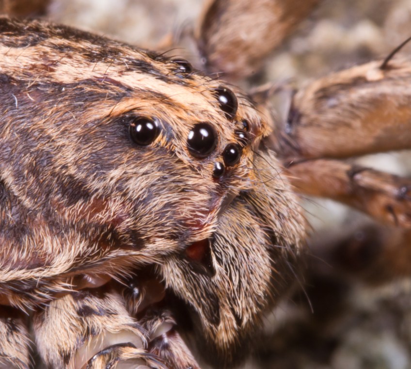Wolf spider side view | Roads End Naturalist