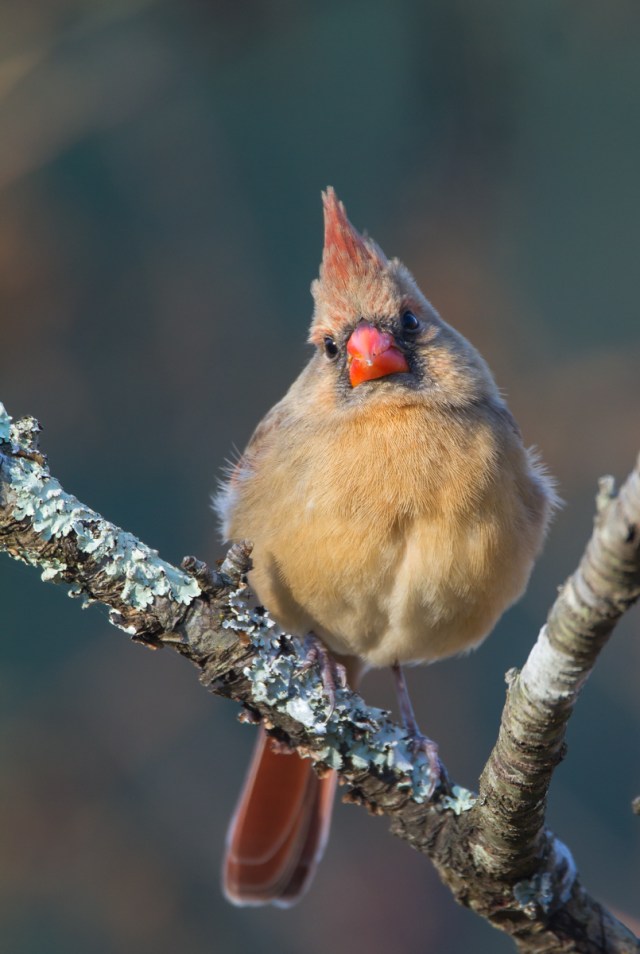 Juvenile Cardinal Beak Color