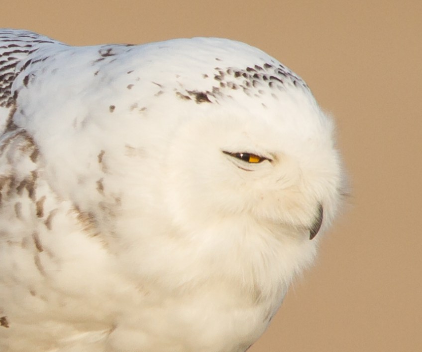 Snowy Owl profile – the stretch | Roads End Naturalist