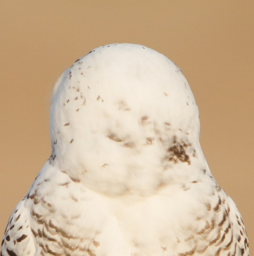 Snowy Owl profile – what eyes? | Roads End Naturalist