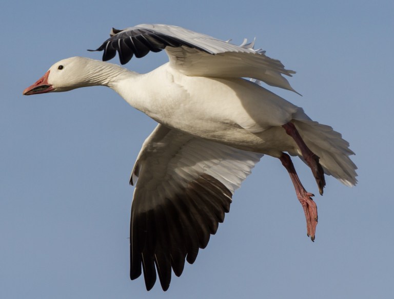 bosque del apache | Roads End Naturalist