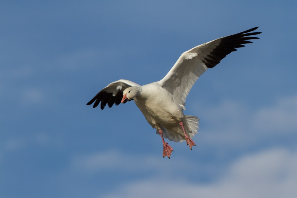 bosque del apache | Roads End Naturalist