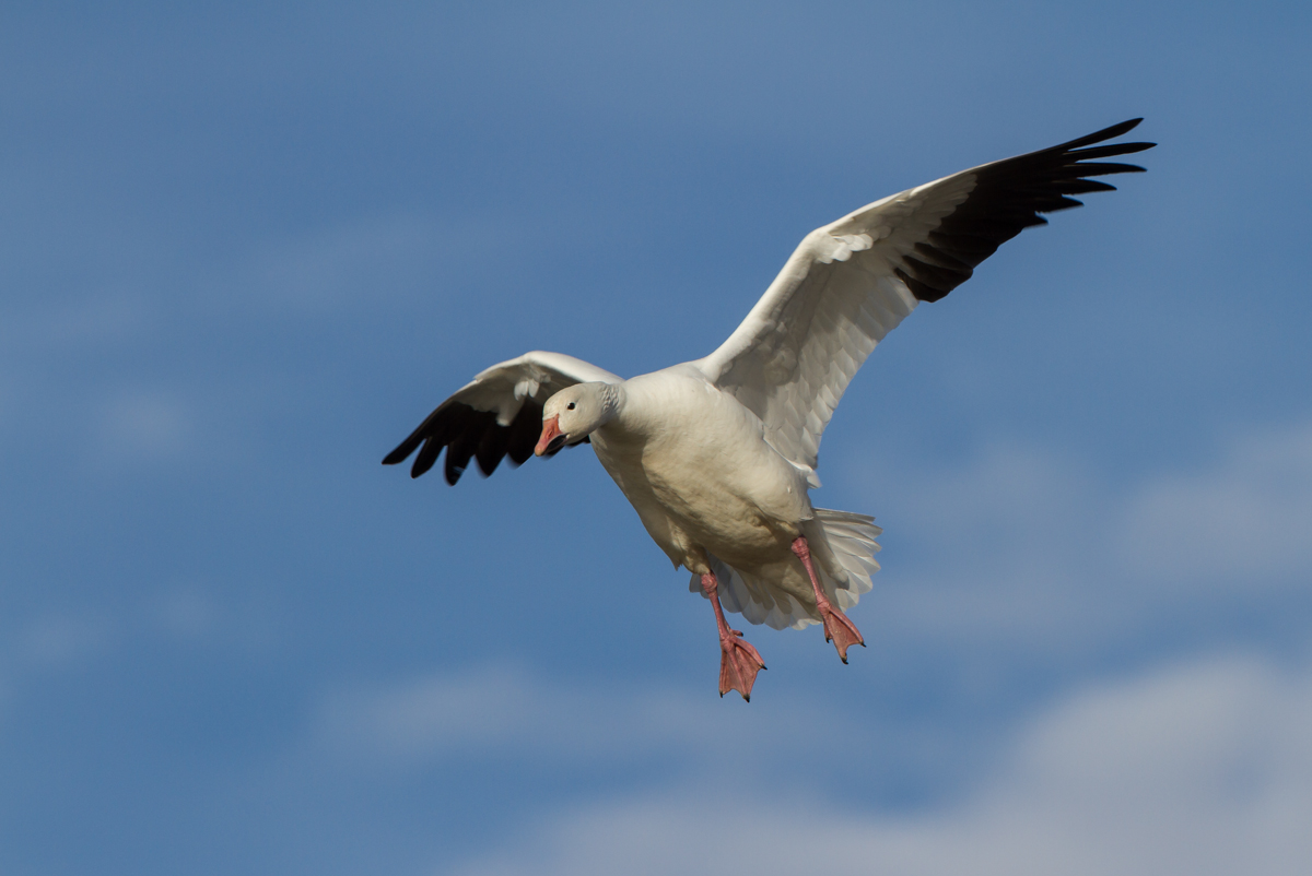 Light Geese – Roads End Naturalist