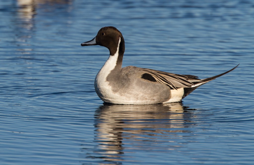 roseate spoonbill | Roads End Naturalist