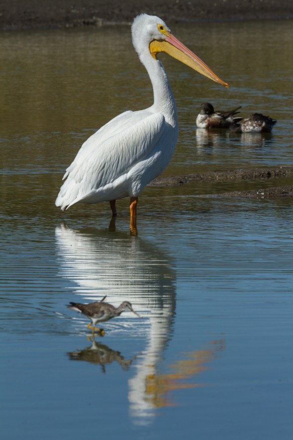 pelican pouch | Roads End Naturalist