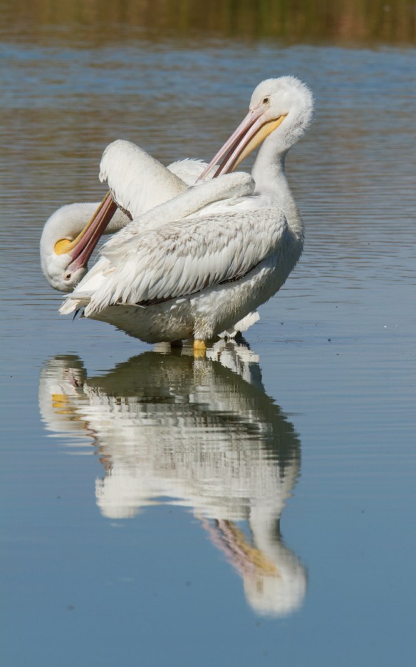 pelican pouch | Roads End Naturalist