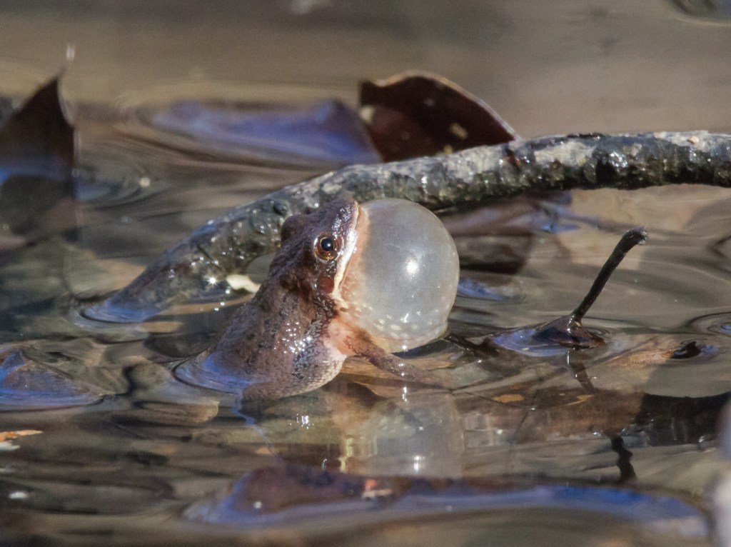 Woodland Chorus | Roads End Naturalist
