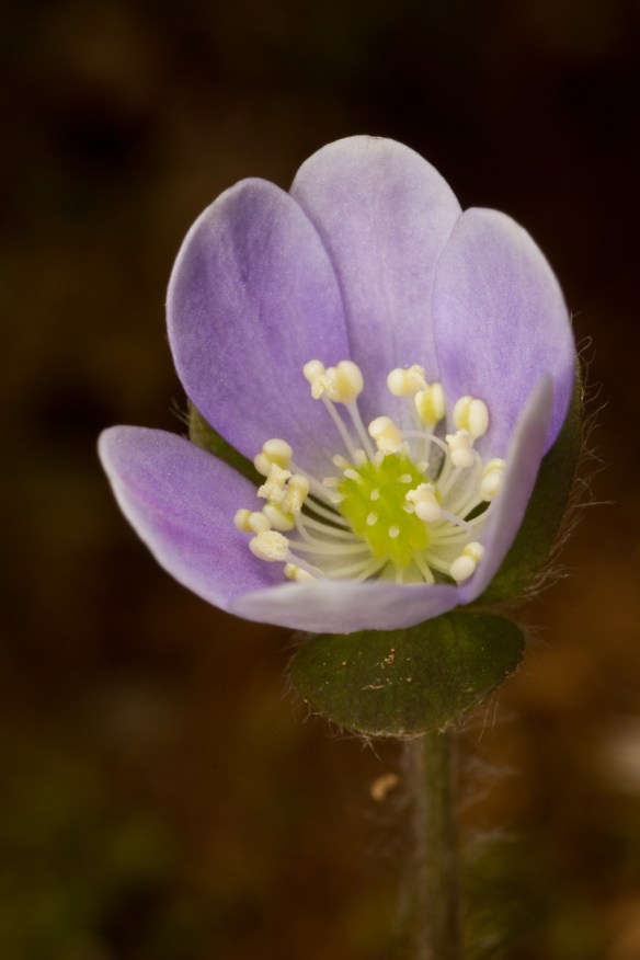 Let the Blooms Begin | Roads End Naturalist