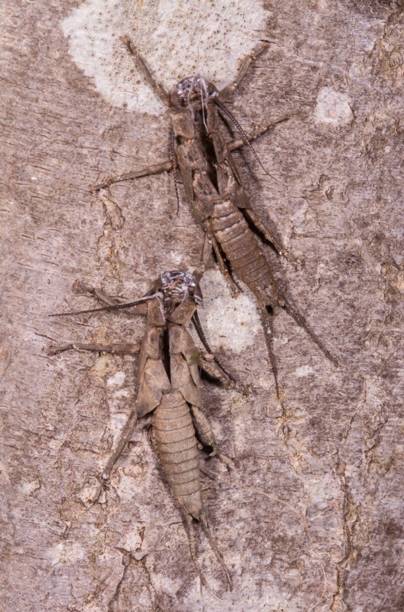 Only a River Can Make a Stone Fly | Roads End Naturalist