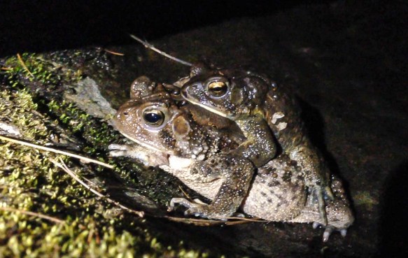Dream Frogs | Roads End Naturalist