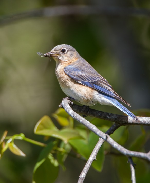 In the Belly of a Bluebird – Roads End Naturalist