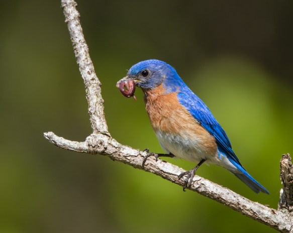 In the Belly of a Bluebird – Roads End Naturalist