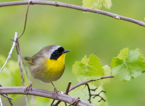 Garden Birds – Common Yellowthroat | Roads End Naturalist