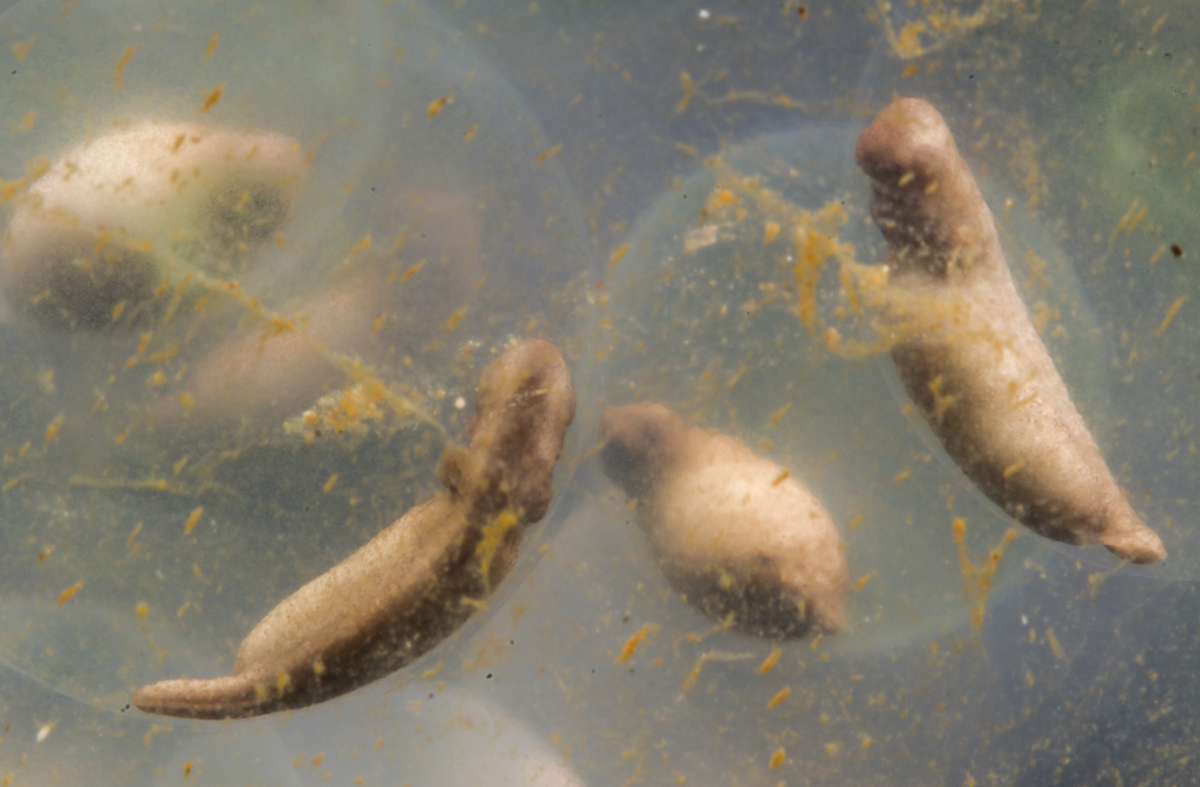 Salamander Jelly – Roads End Naturalist
