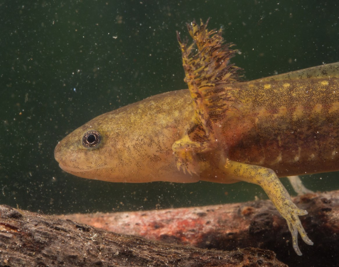 Pool Patrol – Roads End Naturalist