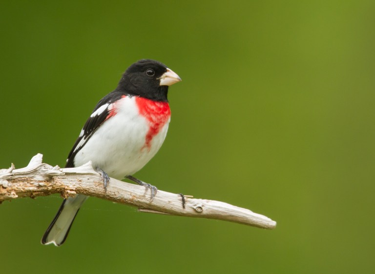 Garden Birds – Rose-breasted Grosbeak – Roads End Naturalist