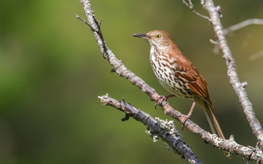 brown thrasher | Roads End Naturalist
