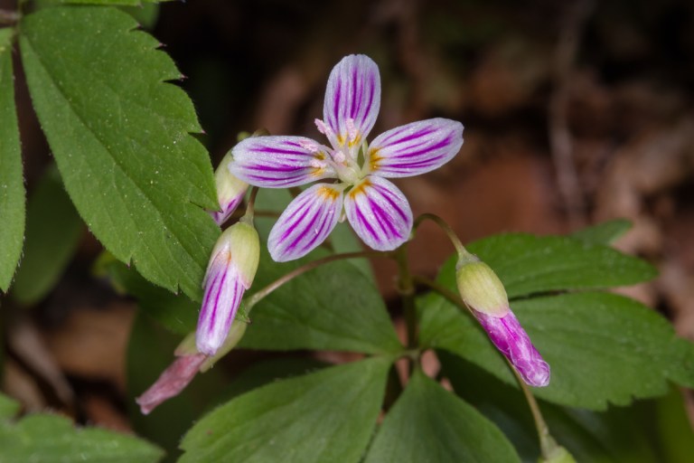 May | 2014 | Roads End Naturalist