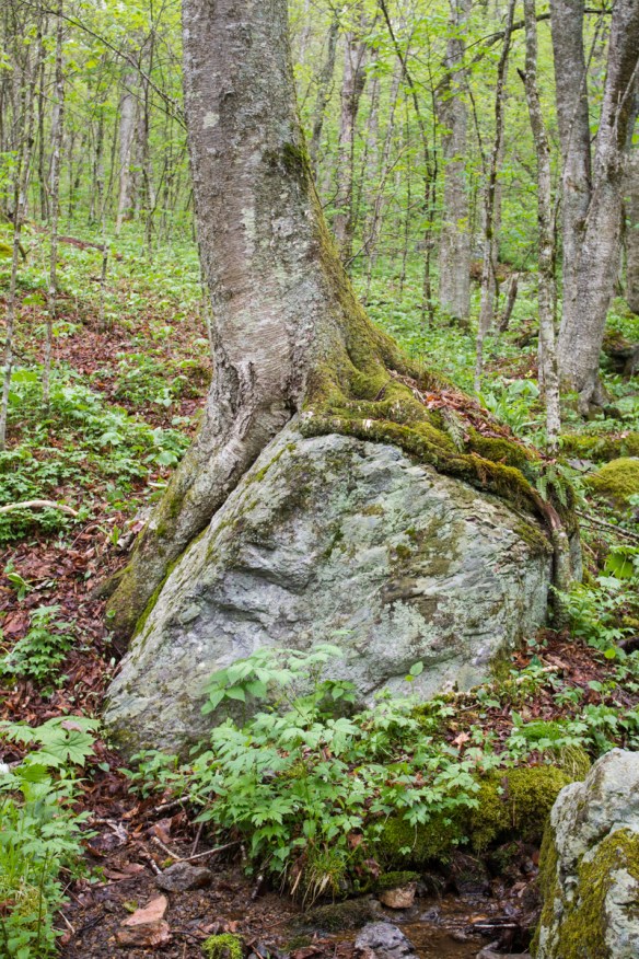 May | 2014 | Roads End Naturalist