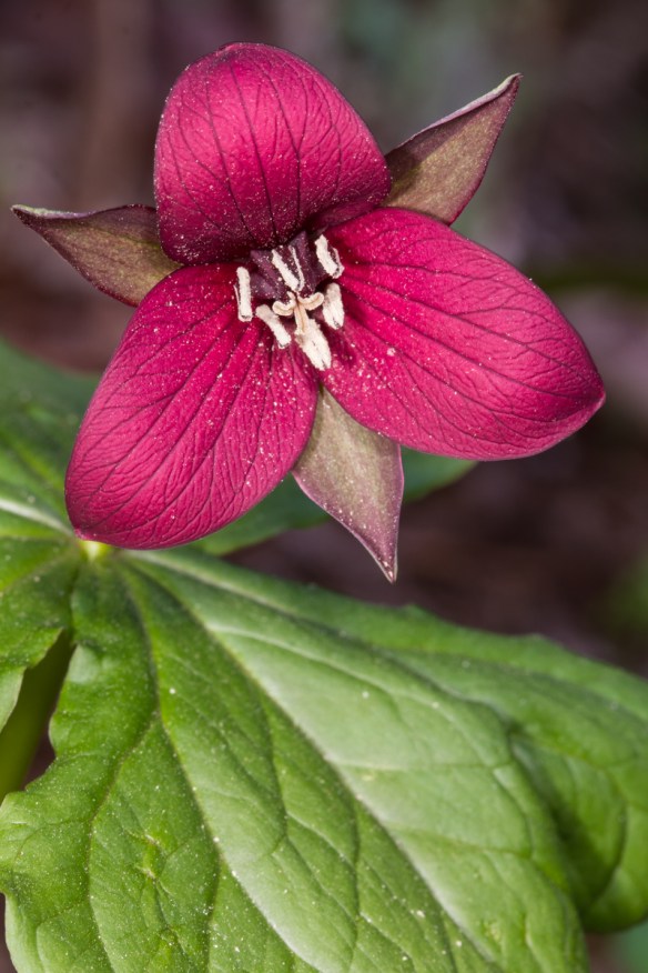 May | 2014 | Roads End Naturalist