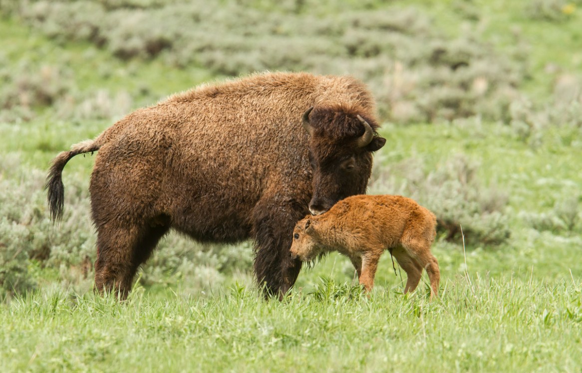 Bison Babies – Roads End Naturalist